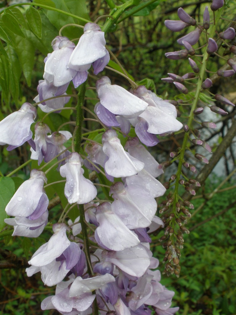 MARIETTE'S BACK TO BASICS: {Our Wisteria Chinensis & Millettia ...