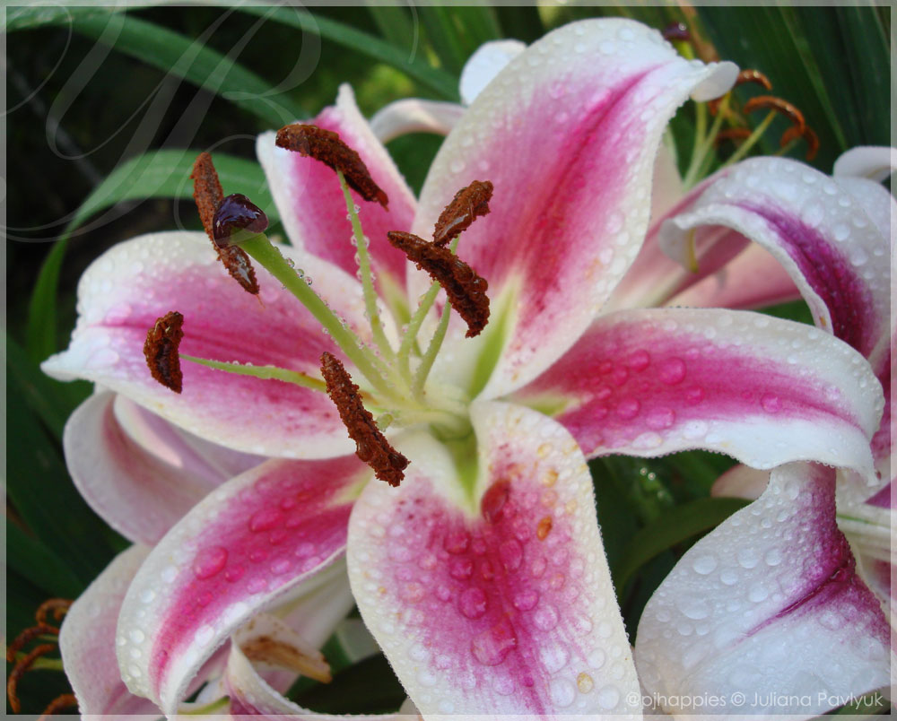 PJ' Happies :): Pink Stargazer Lilies...