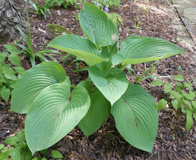 Future Plants by Randy Stewart: Hosta