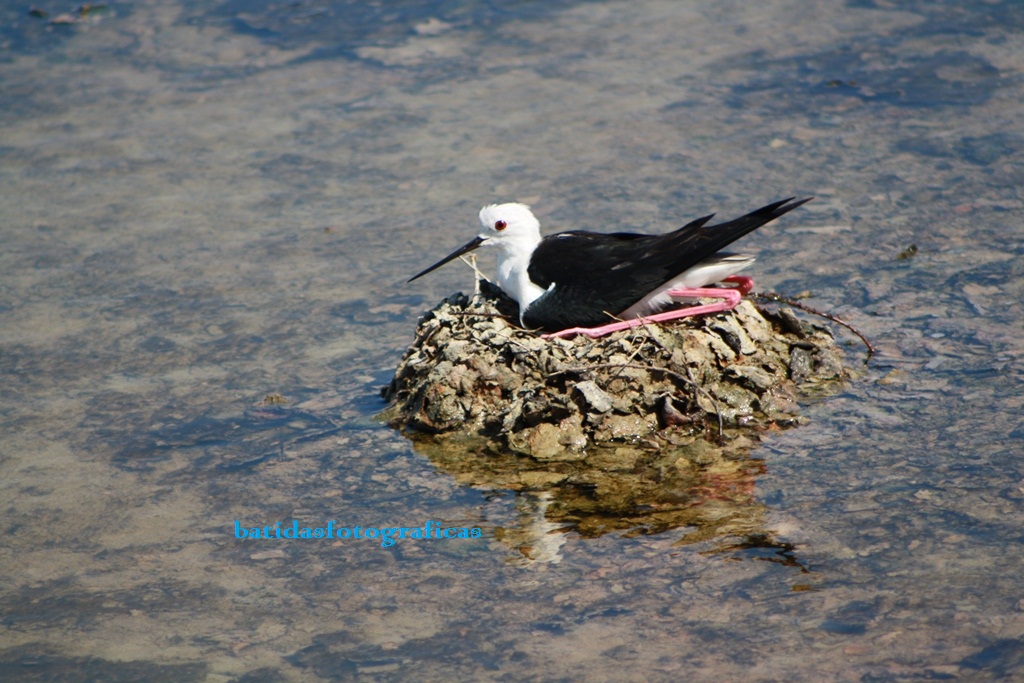 BATIDAS FOTOGRÁFICAS: Pernilongo Himantopus himantopus