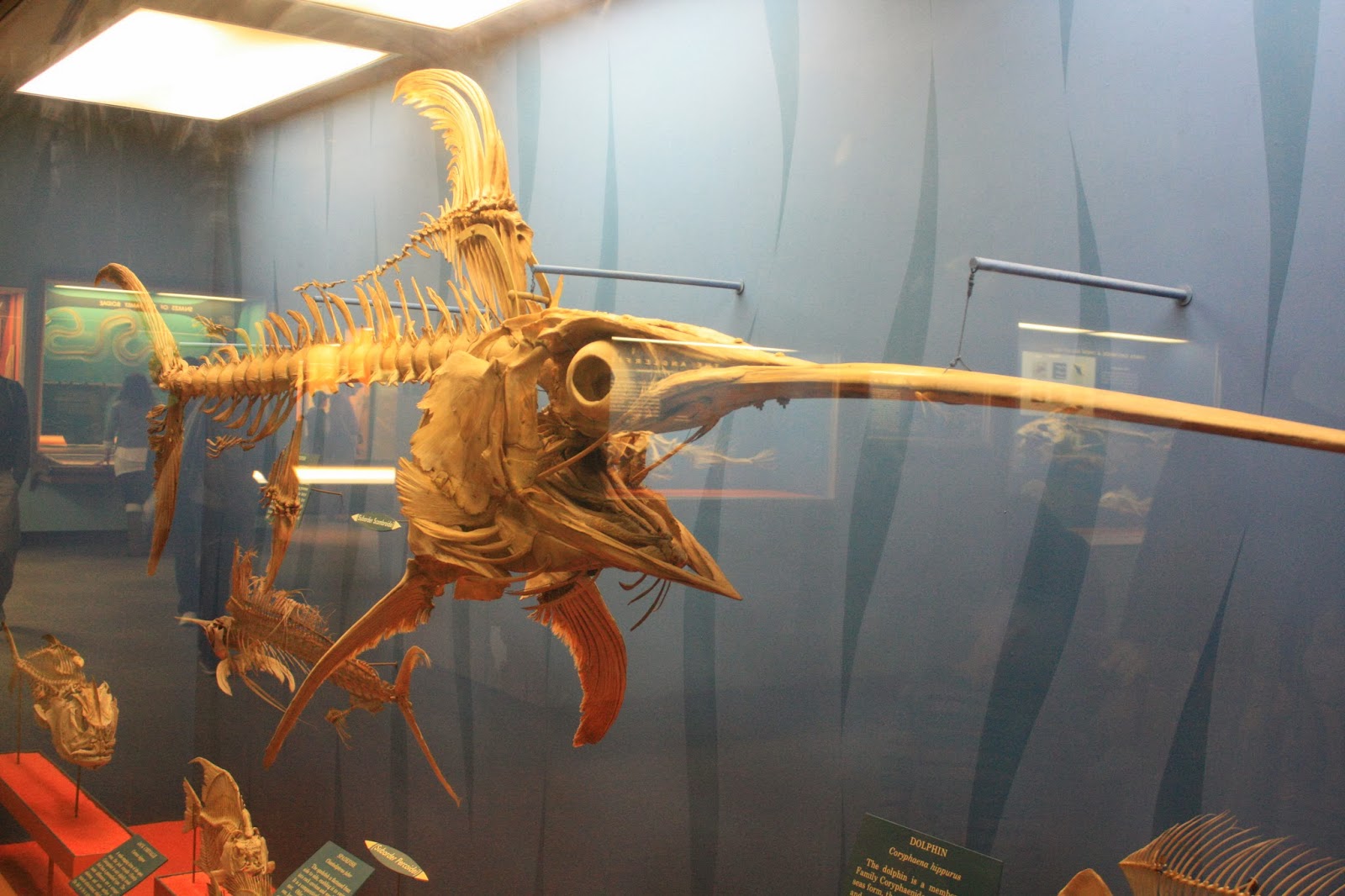 Holbrook Heroes: Washington D.C.!!!!