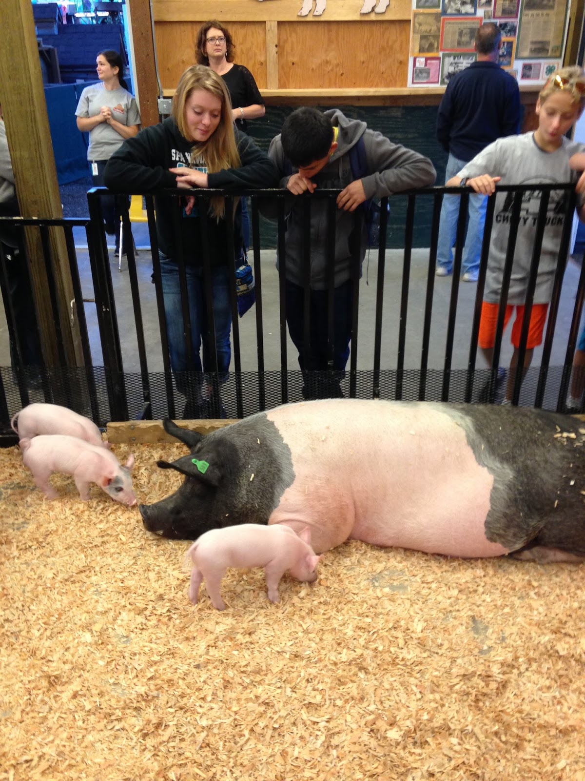WSDA AgBriefs: Swine health recommendations for pig exhibitors