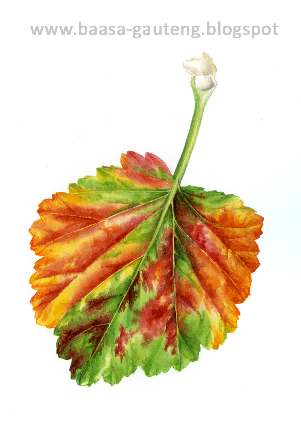 BAASA Members' Challenge Gallery: 2011