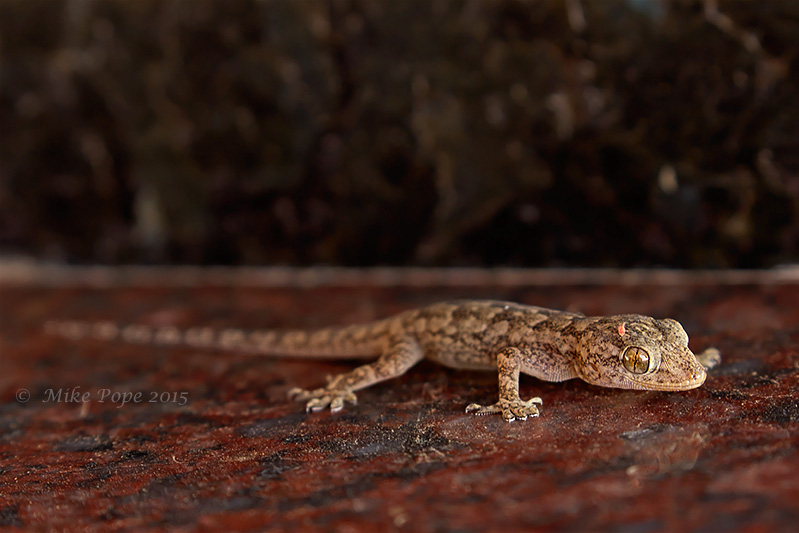 Kuwait Birding: I said I'll be back