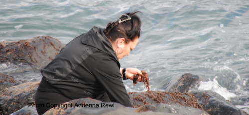 Introducing Maori Lifestyles: Traditional Kai - Karengo