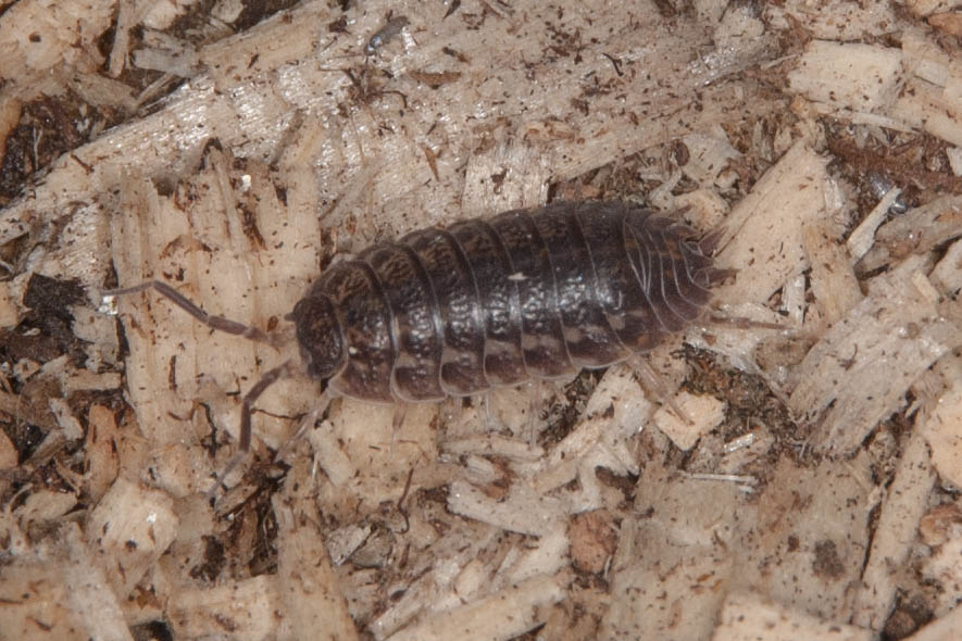 Champlain Islands' Nature: Woodlouse