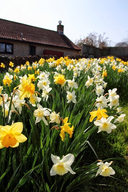 Sunday in Shepton Beauchamp