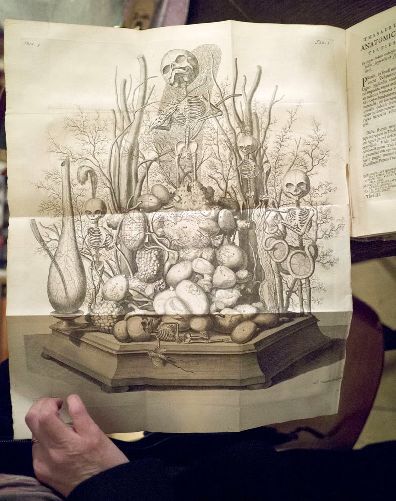 Morbid Anatomy: Please Welcome Frederik Ruysch's 18th Century ...
