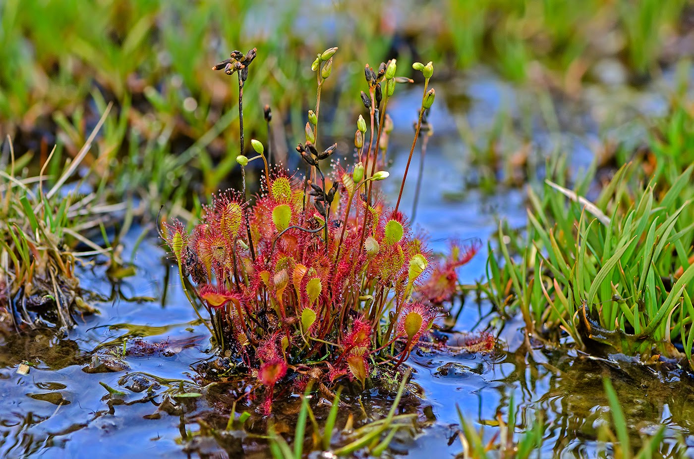 Flores y Paisajes de Asturias : Drosera longifolia