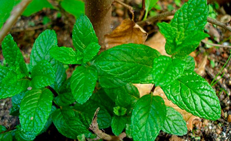 PRANAYAMA NATURALS: Hierbabuena