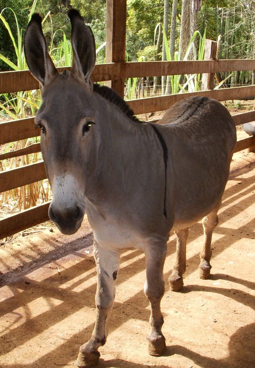 Blog da Mel: Híbridos