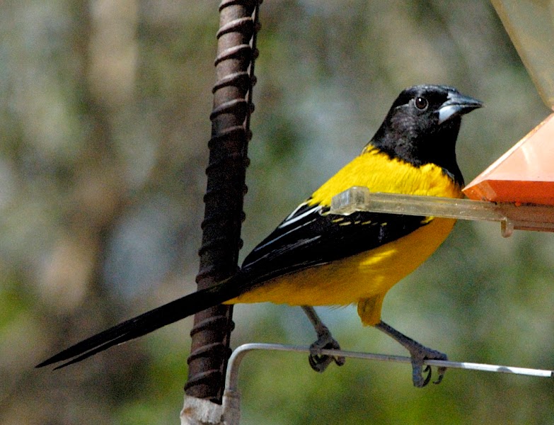 Audubon's Oriole