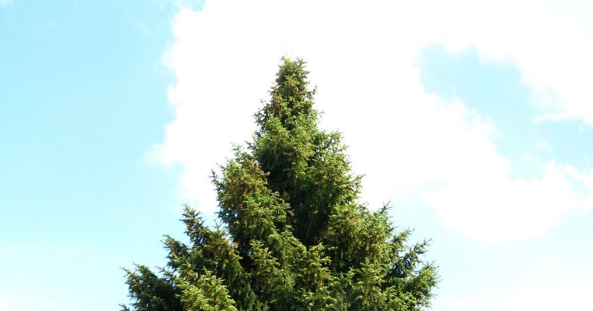 ARTE Y JARDINERÍA : Coniferas. Características, variedades y como ...