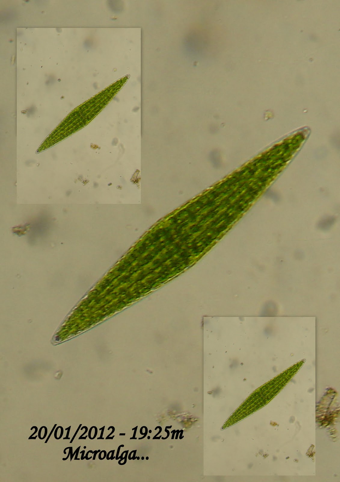 Cultivo de Microalgas em Fotobiorreatores: Microalga...