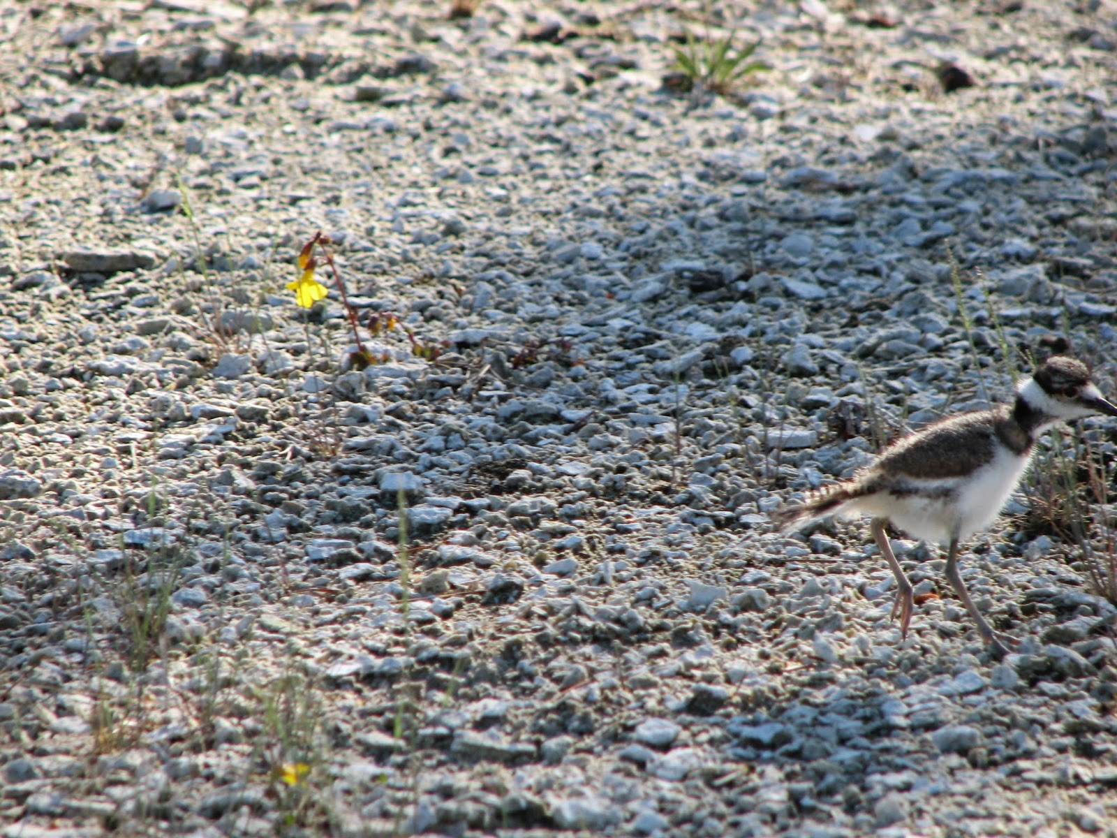 BirdingGirl: Killdeer Chick in Yellowstone National Park