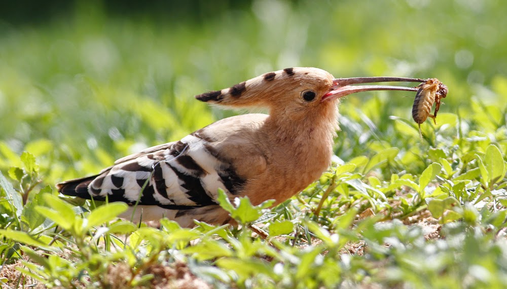 Another Bird Blog: Sunny Days