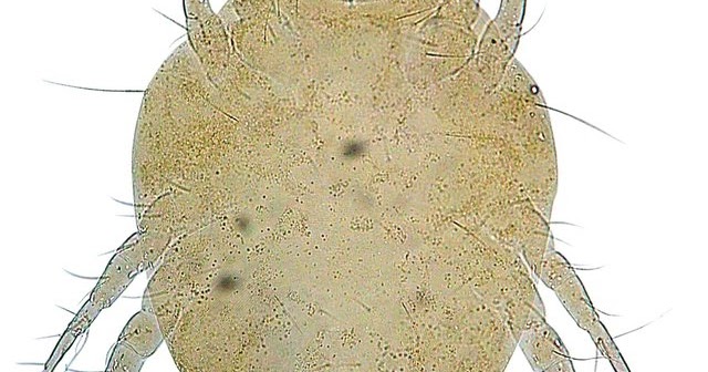 Variety of Life: Cheyletus