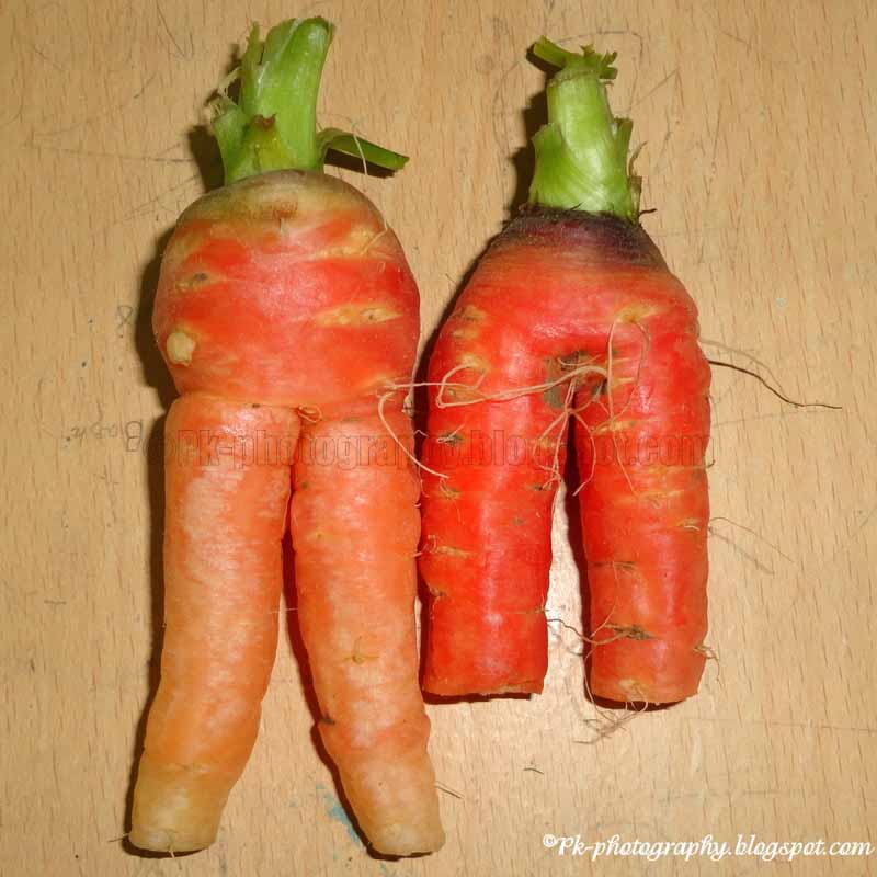 Funny Vegetables | Nature, Cultural, and Travel Photography Blog
