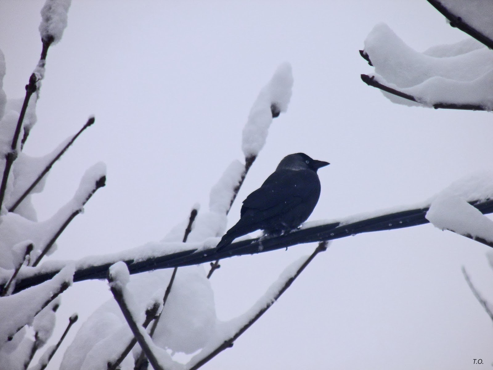 PASARI DIN ROMANIA: STANCUTA, Corvus monedula