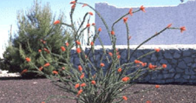 Dr. Dirt: Ocotillo Care