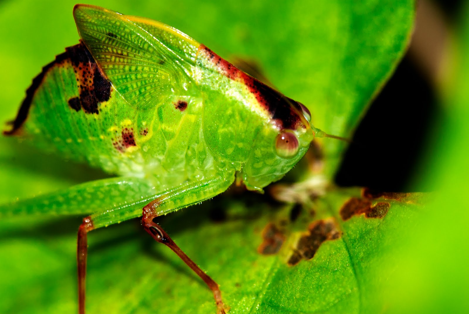 Visto al Pasar: Los Chapulines