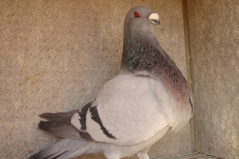 JOSE ANTONIO: POR DONDE APARECE LA ORNITOSIS