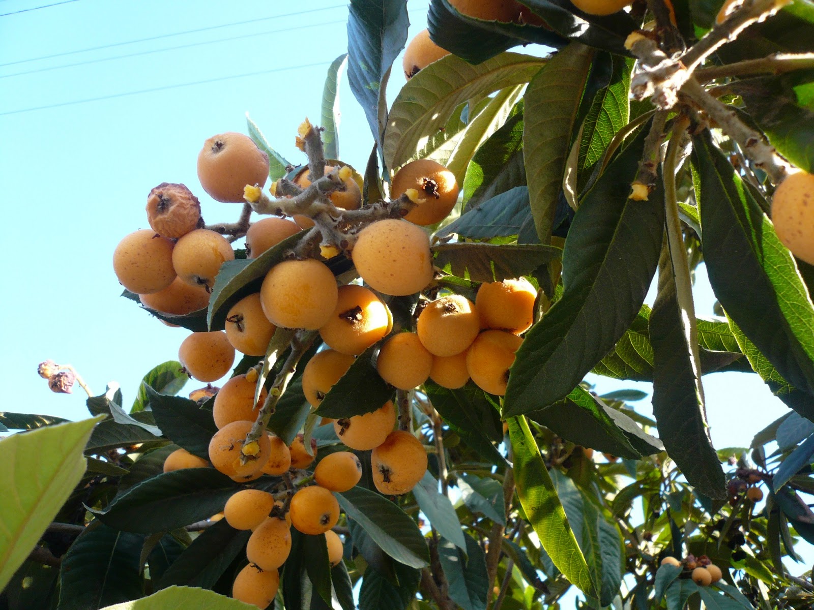 Countryman: Foraging California's Wild Side: Fruits of the Urban ...