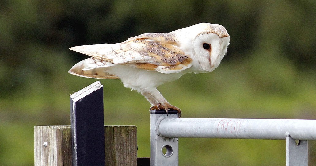 Another Bird Blog: Farmer’s Friend