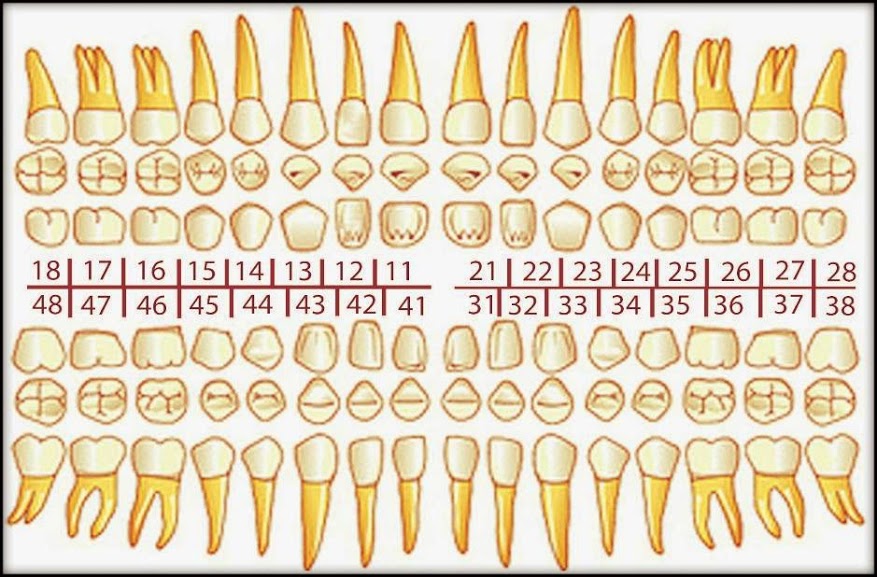 ODONTOGRAMA: Norma Técnica que debemos conocer - Odontología Virtual