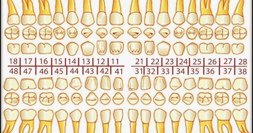ODONTOGRAMA: Norma Técnica que debemos conocer - Odontología Virtual