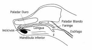 Anatomía ~ Amigo Perroo