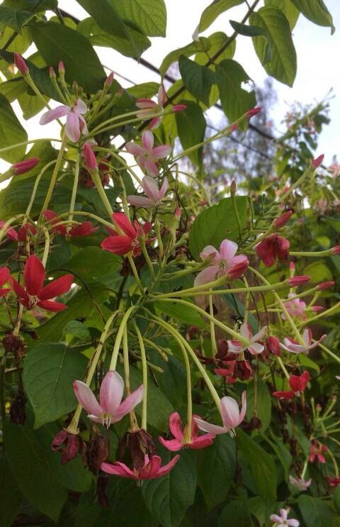 Trigona Bistari: Tentang Lebah Kelulut