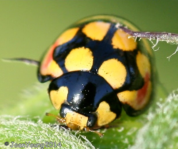 South African Photographs: Ladybird - Cheilomenes sulphurea