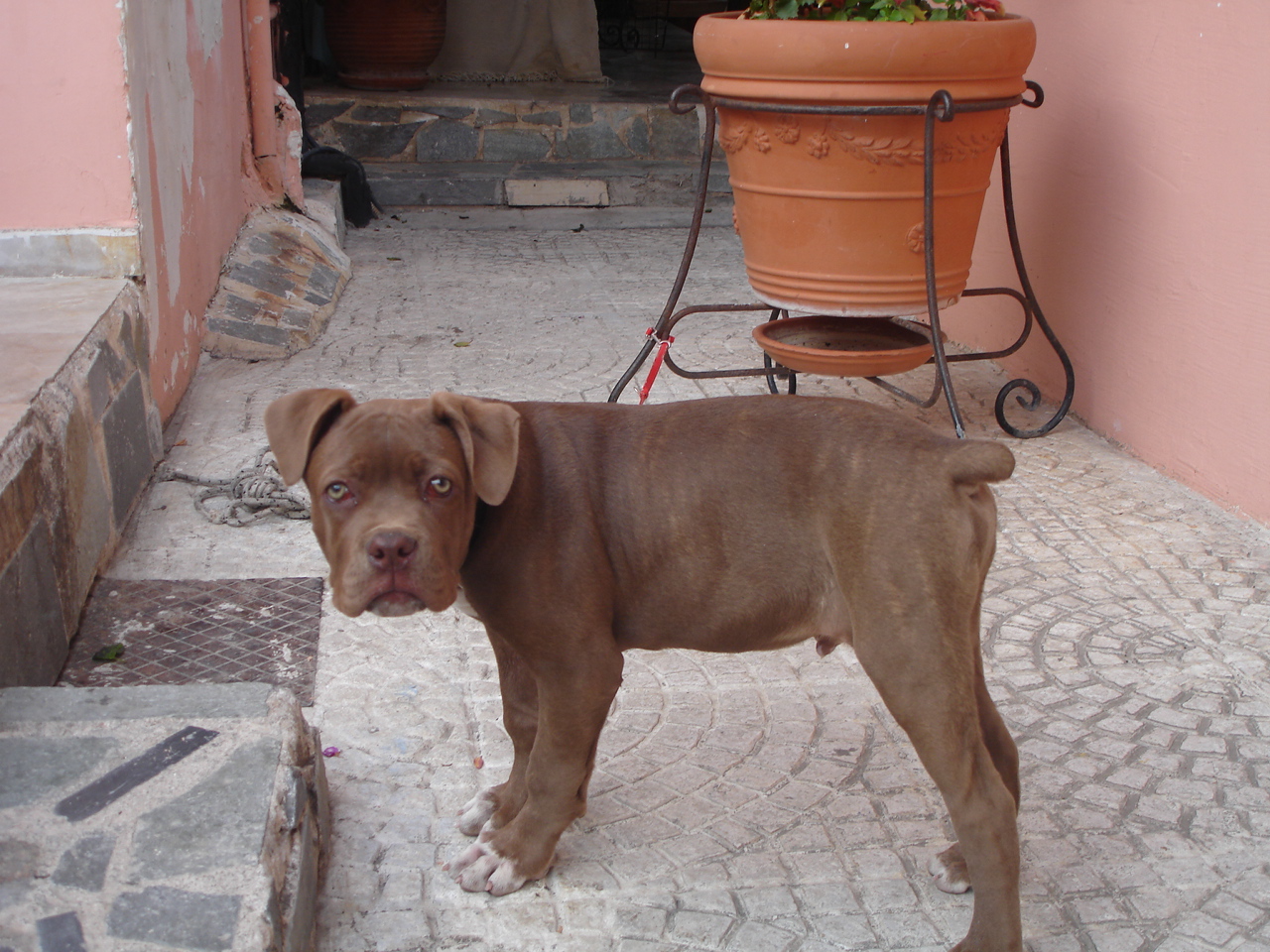 BANDOGFARM REGENCY MASTIFF FROM GREECE