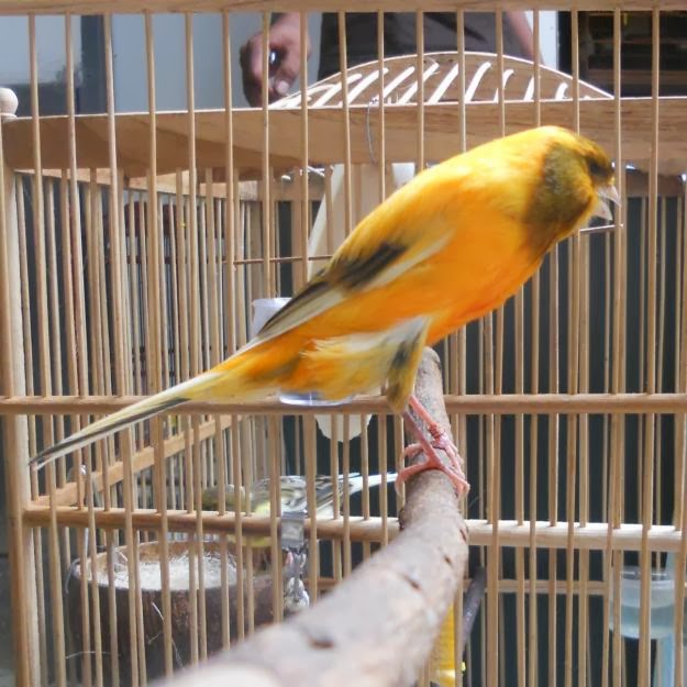 Mengenal Jenis Kenari Yorkshire