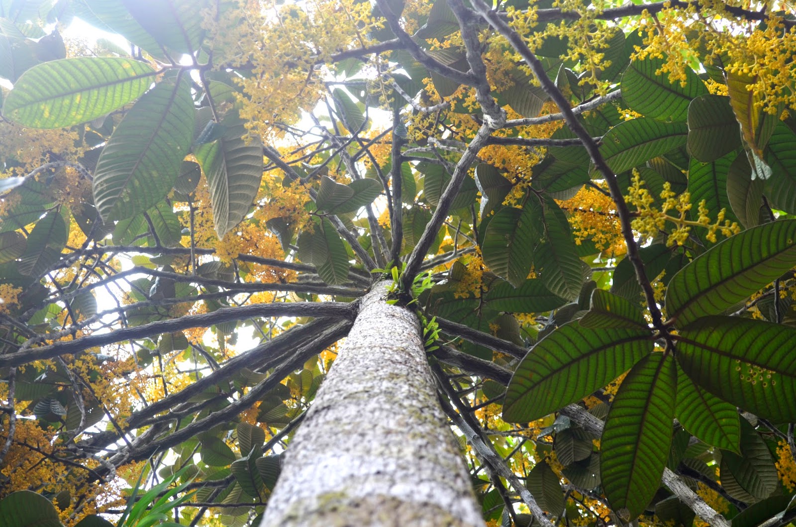 My Sarawak (3rd Ed.): Golden yellow flowers of a jungle tree