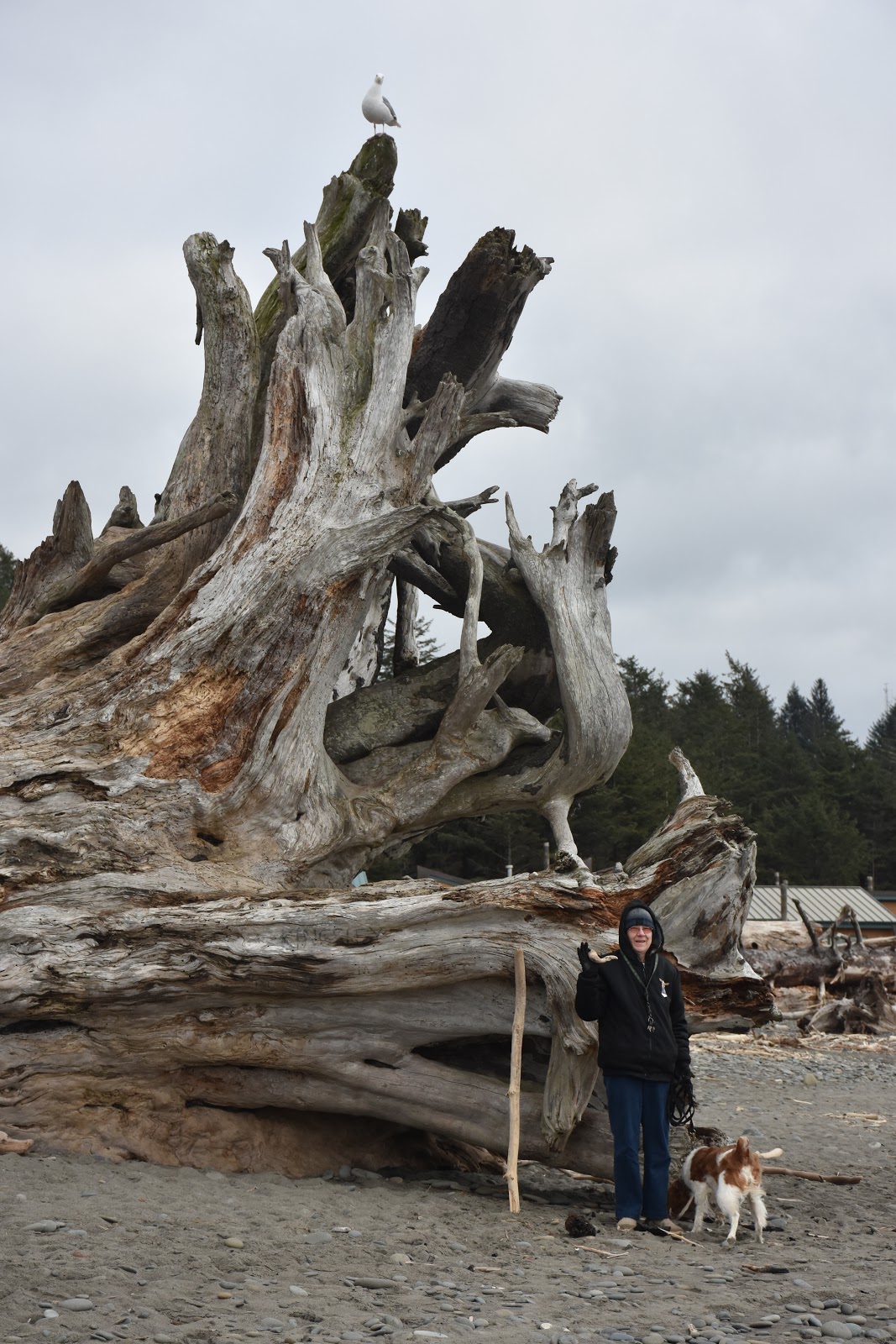 Fifty Shades of Retirement: La Push baby......it's La Push