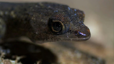 Brazilian Pygmy Gecko | New Stylish Wallpaper