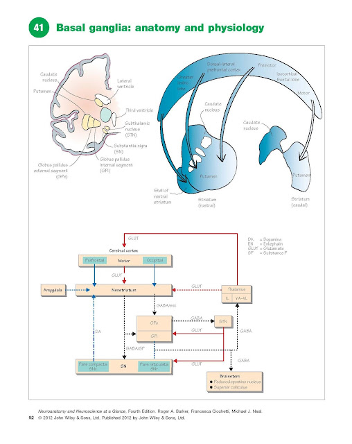 Basal Ganglia: Anatomy And Physiology - pediagenosis