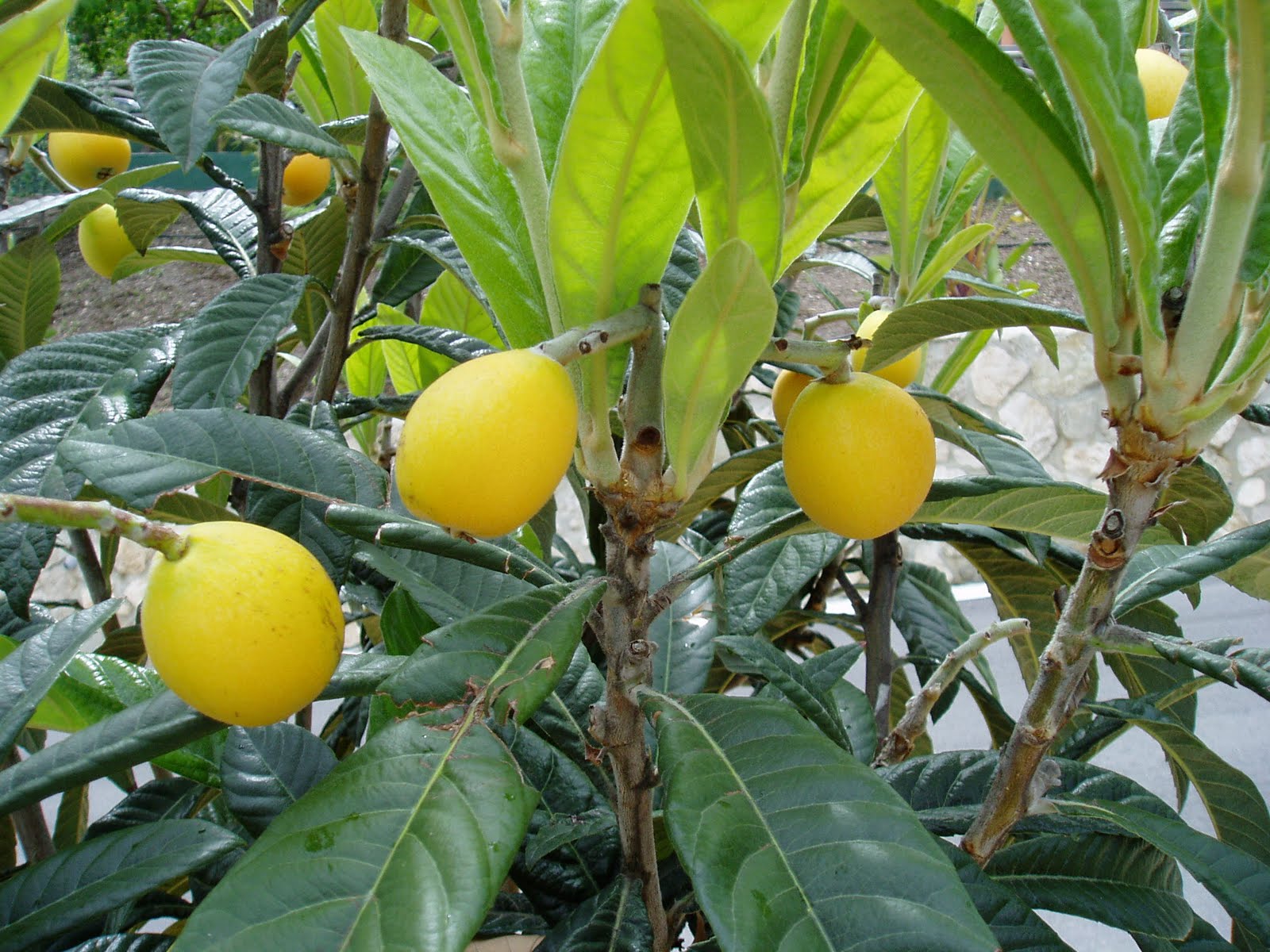 El Agricultor Eficiente: EL NÍSPERO