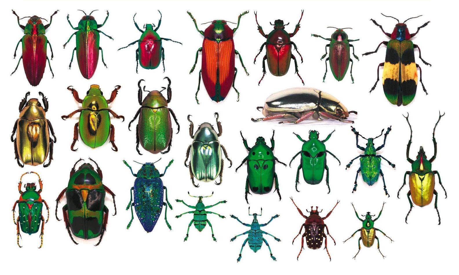 Zunka Bhakri......: The Natural Design of Beetles