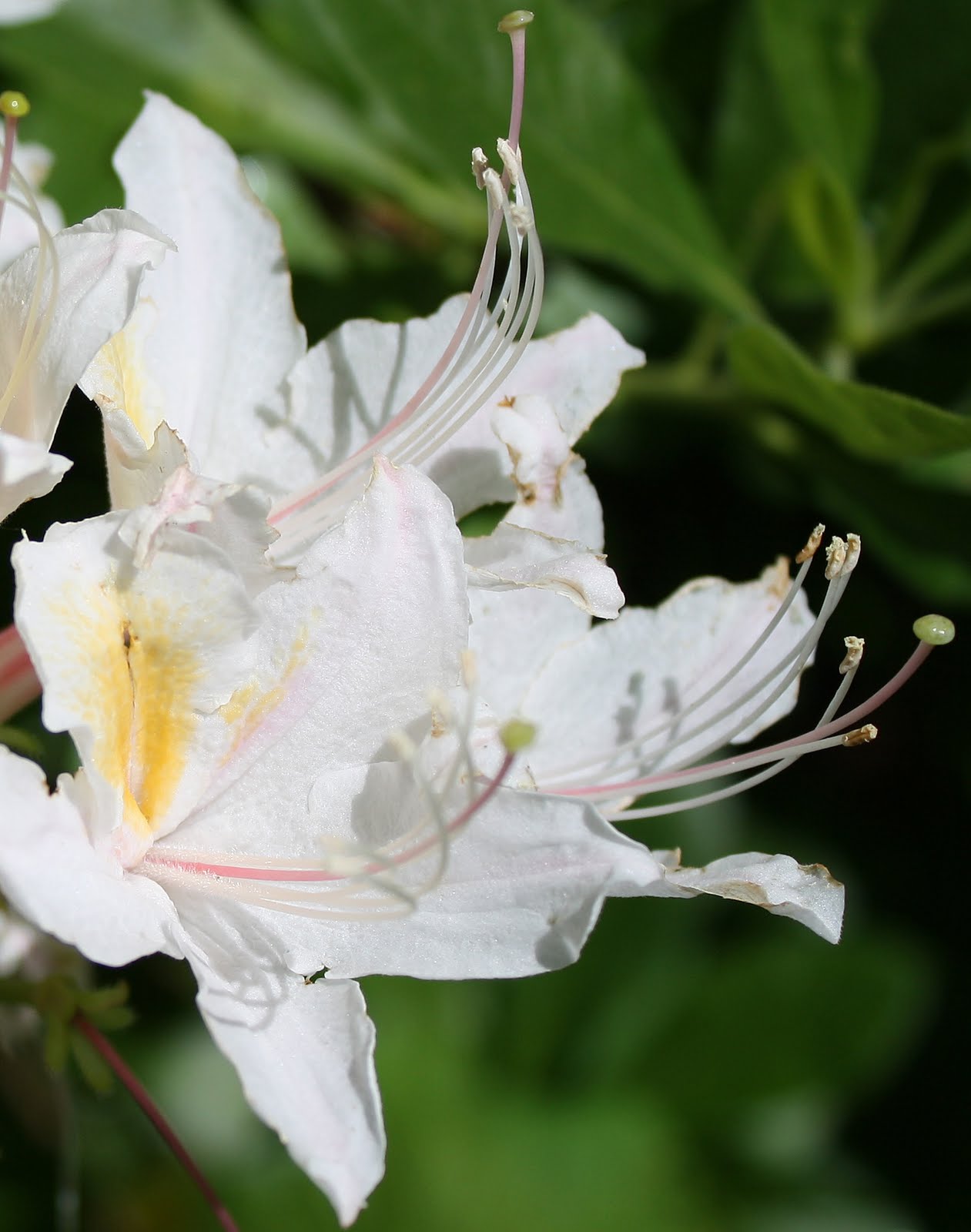 Living and Dyeing Under the Big Sky: Wild Rhododendrons in Yosemite