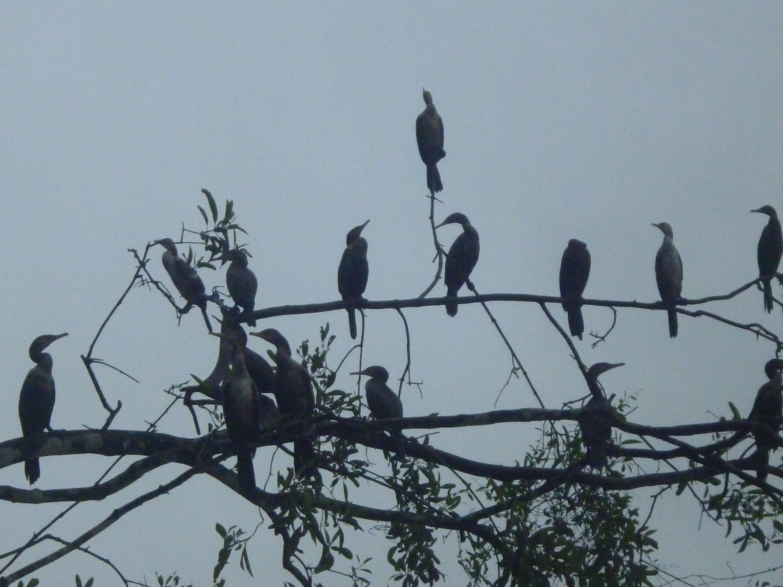 Nuestra biolo...: Parvadas