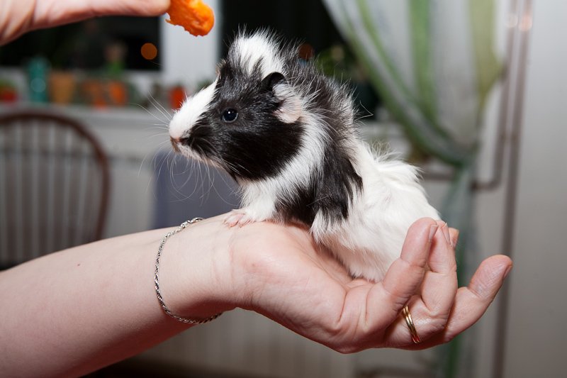 Zamorac kao kućni ljubimac je najpopularnija životinja za sve uzraste ...