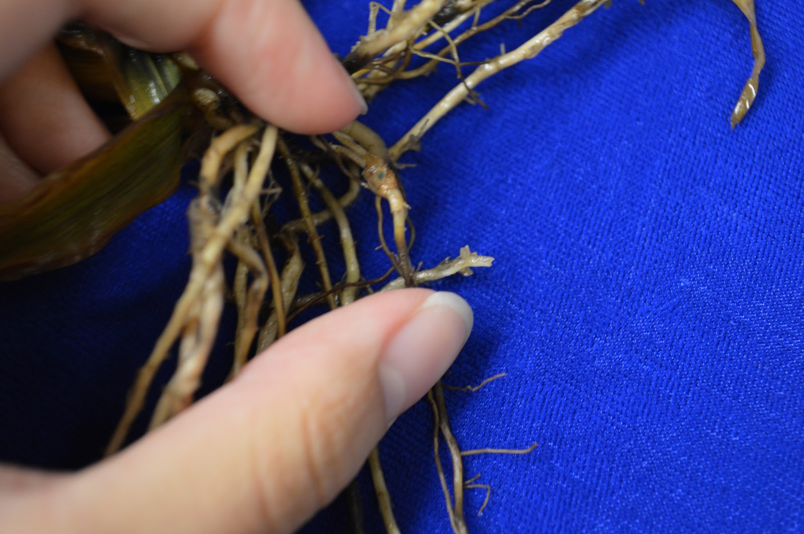 University of Illinois Plant Clinic: U of I Plant Clinic June Crop ...