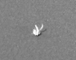 Hidden Secrets In The Universe!: Opportunity Rover meets life on Mars