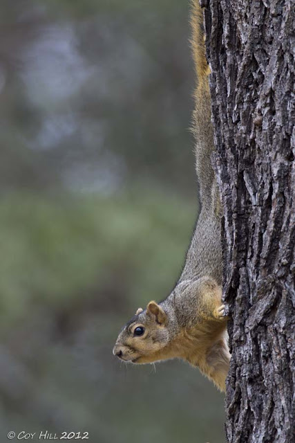 Country Captures: Fox Squirrels