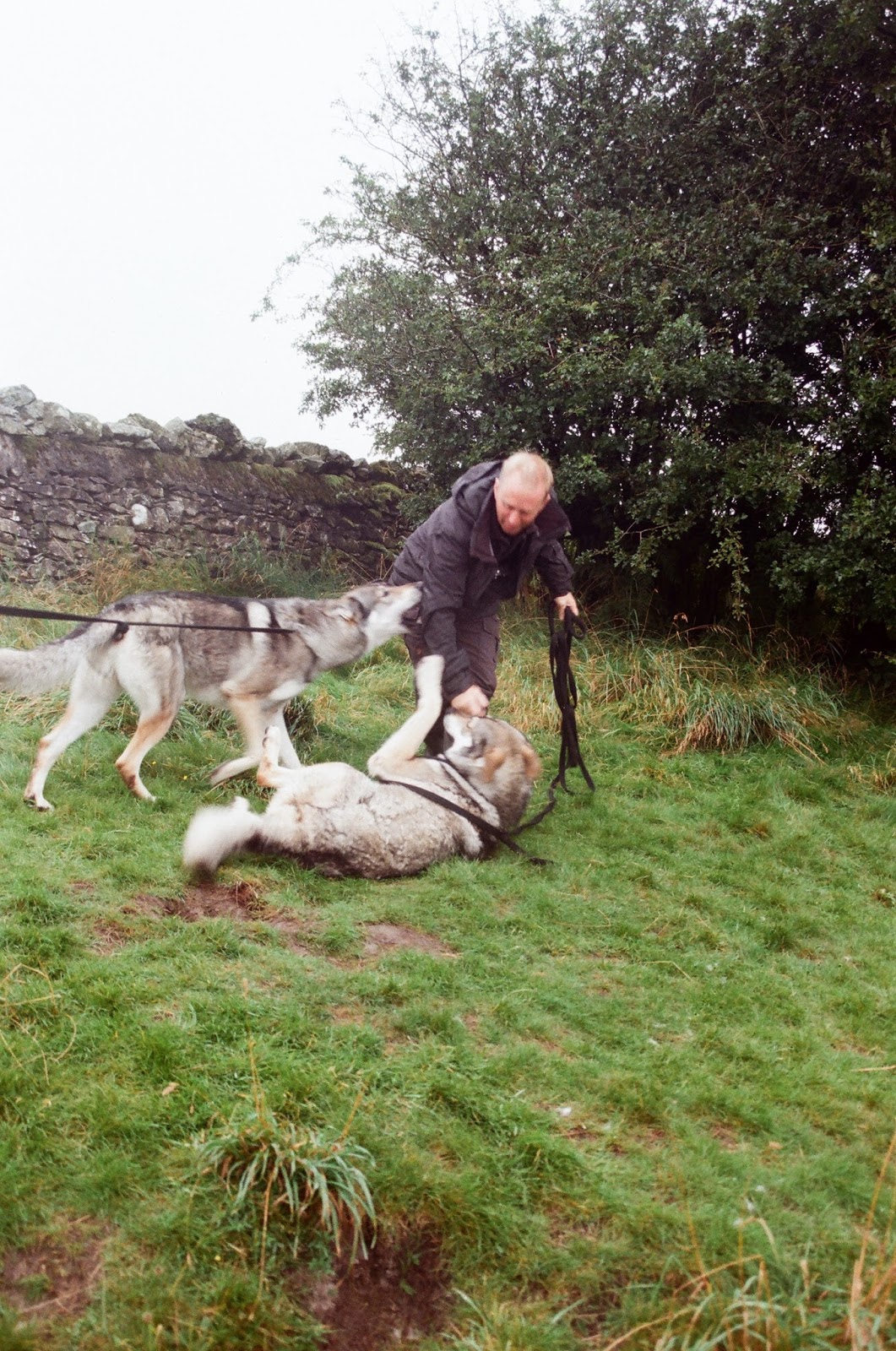 Freddie Patmore: Walking With Wolves In The Lake District