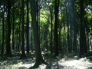 The Curious Naturalist: Hockering Wood & Hindolveston