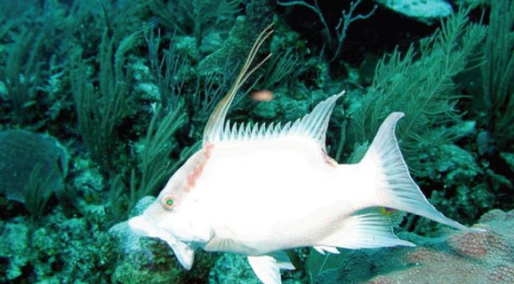 .: EN COSTAS DE BARAHONA LOS HAY! Los 10 fabulosos peces que puedes ...